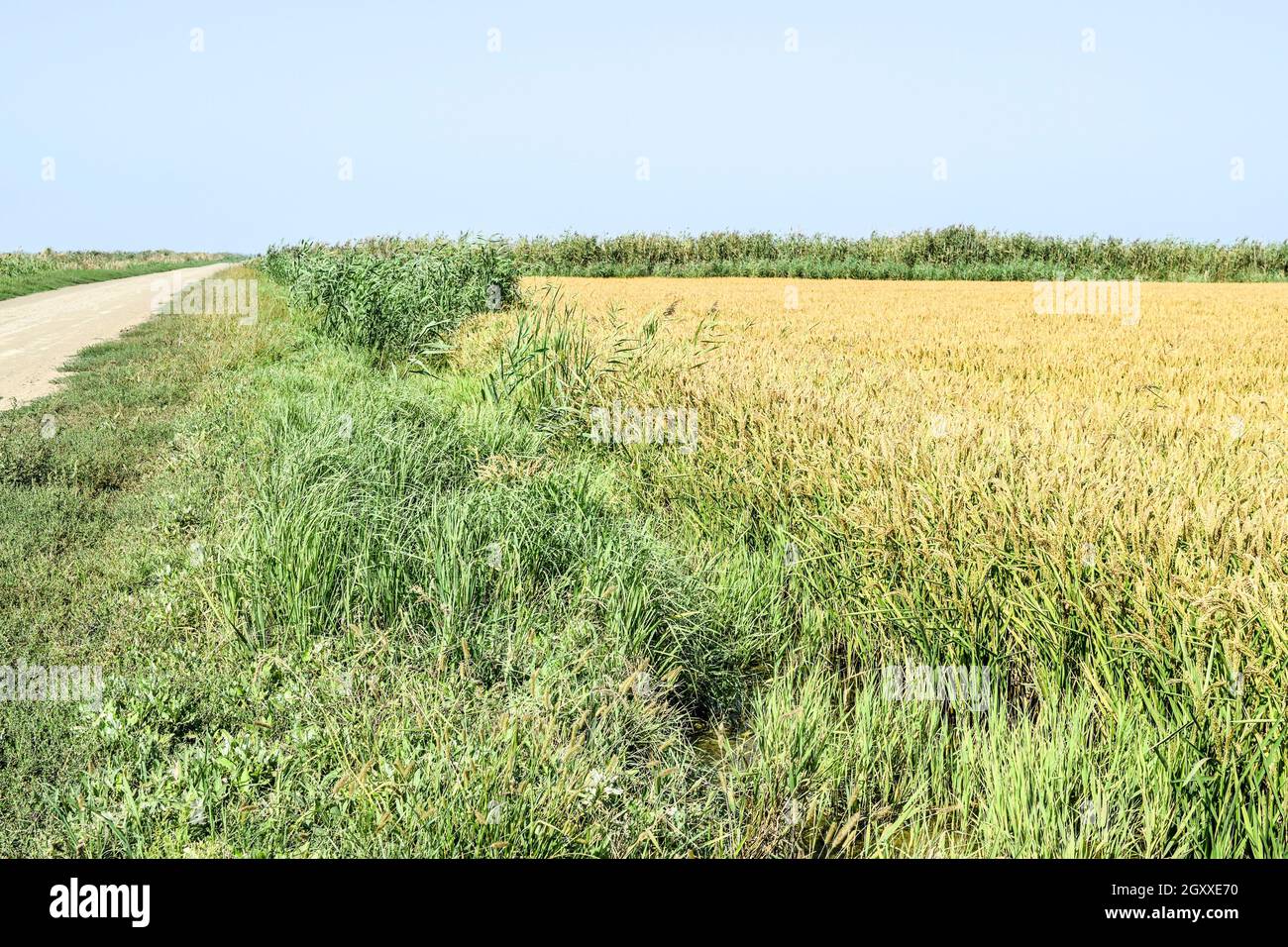 Field of rice in the rice paddies. Rice cultivation in temperate ...