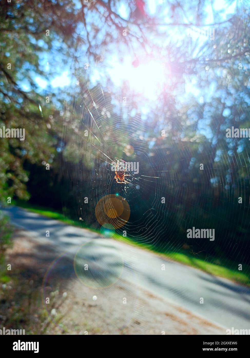 spider is basking in rays of sun. Spider sitting on web sunny rays ...