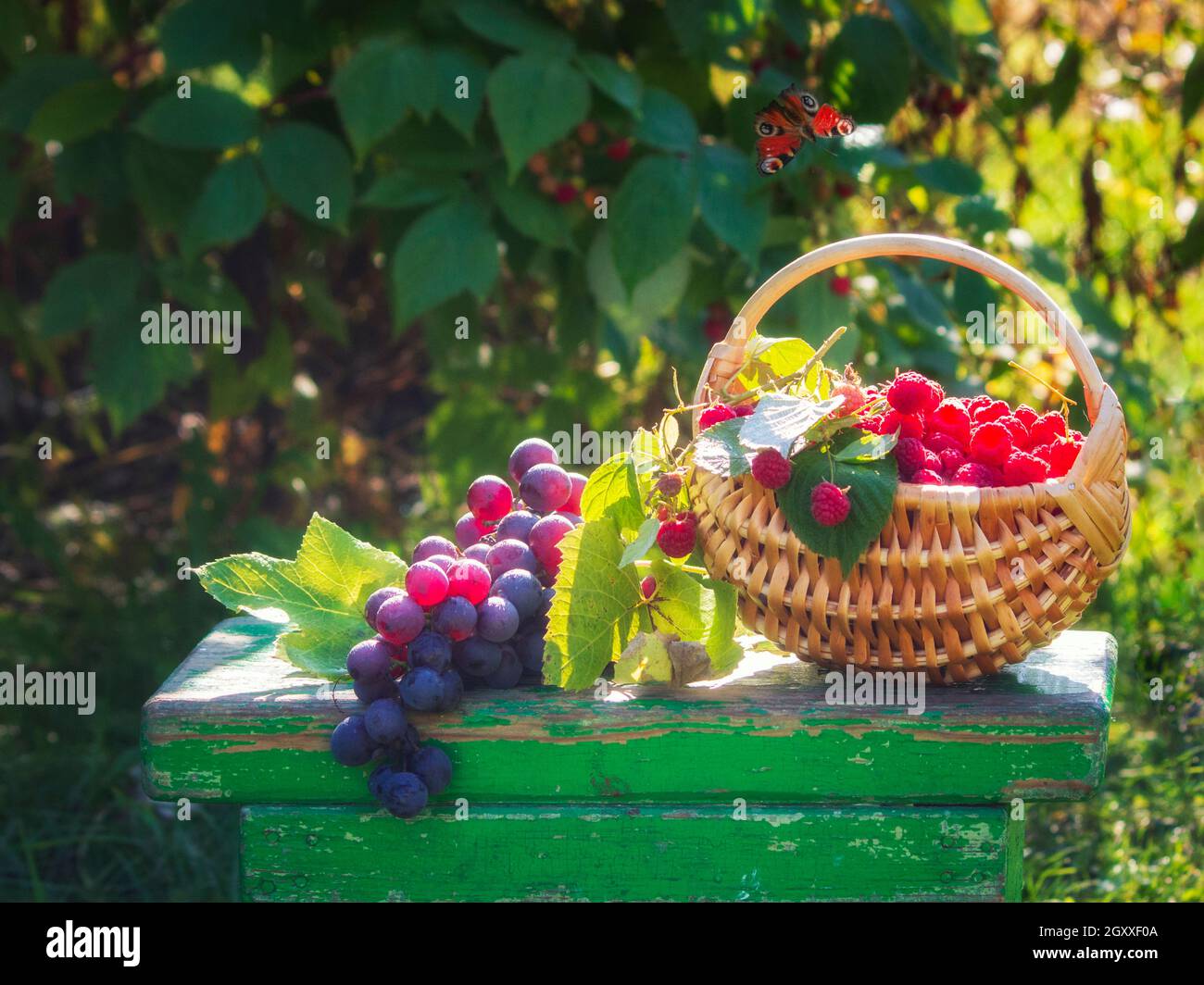 The basket of raspberry and grapes bunch in a garden Stock Photo - Alamy