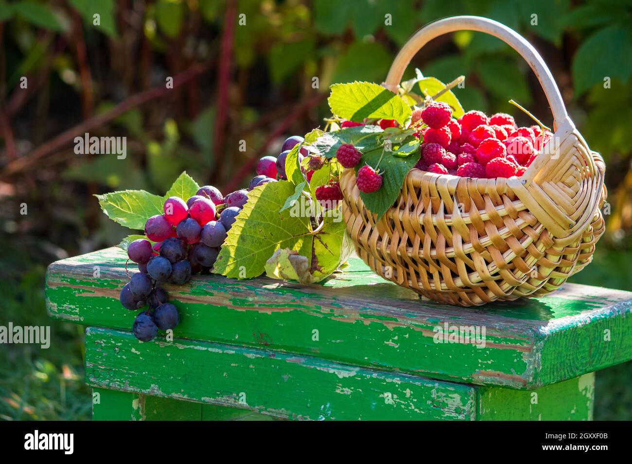 The basket of raspberry and grapes bunch in a garden Stock Photo - Alamy