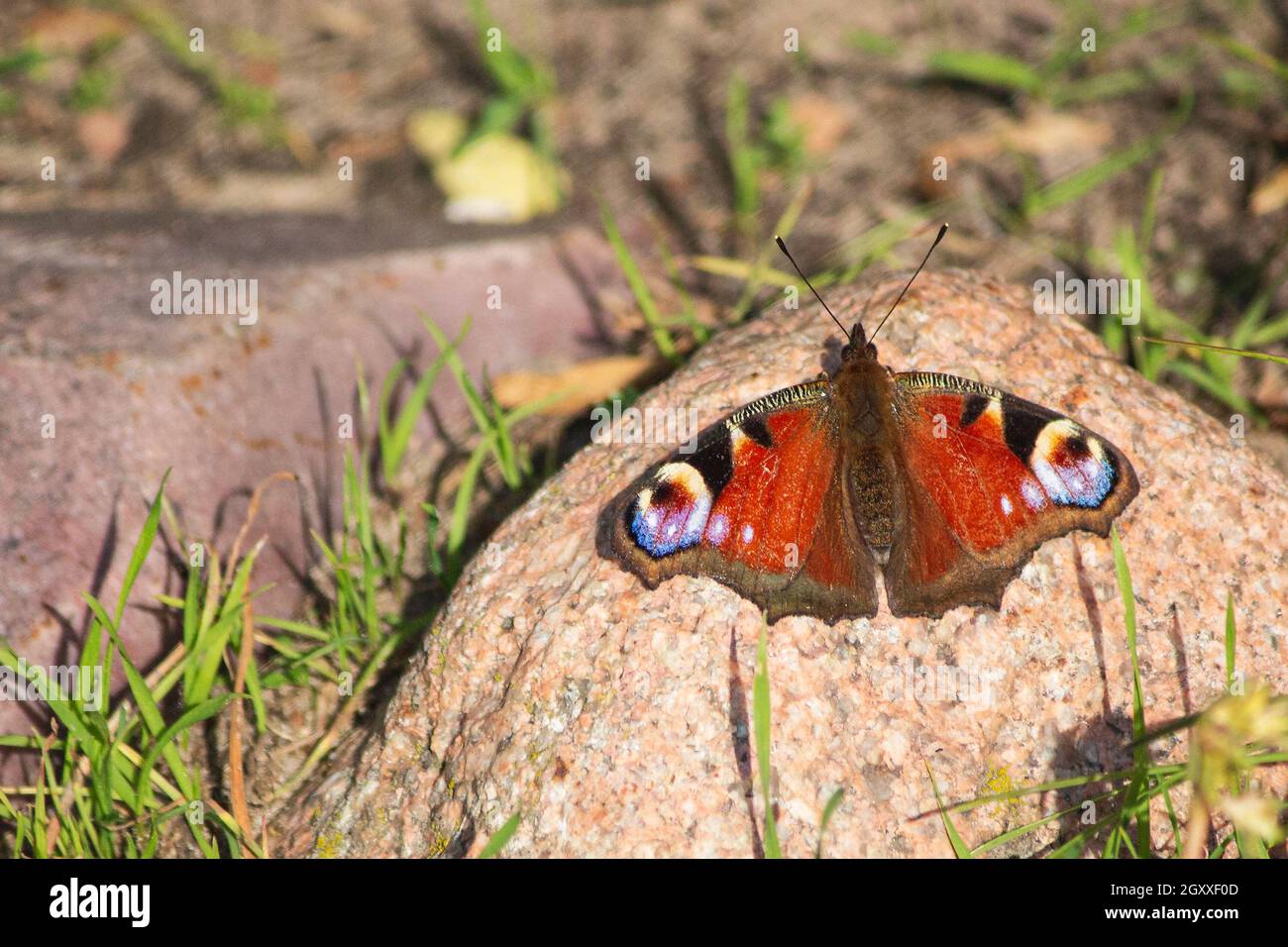 Splendid butterfly hi-res stock photography and images - Alamy