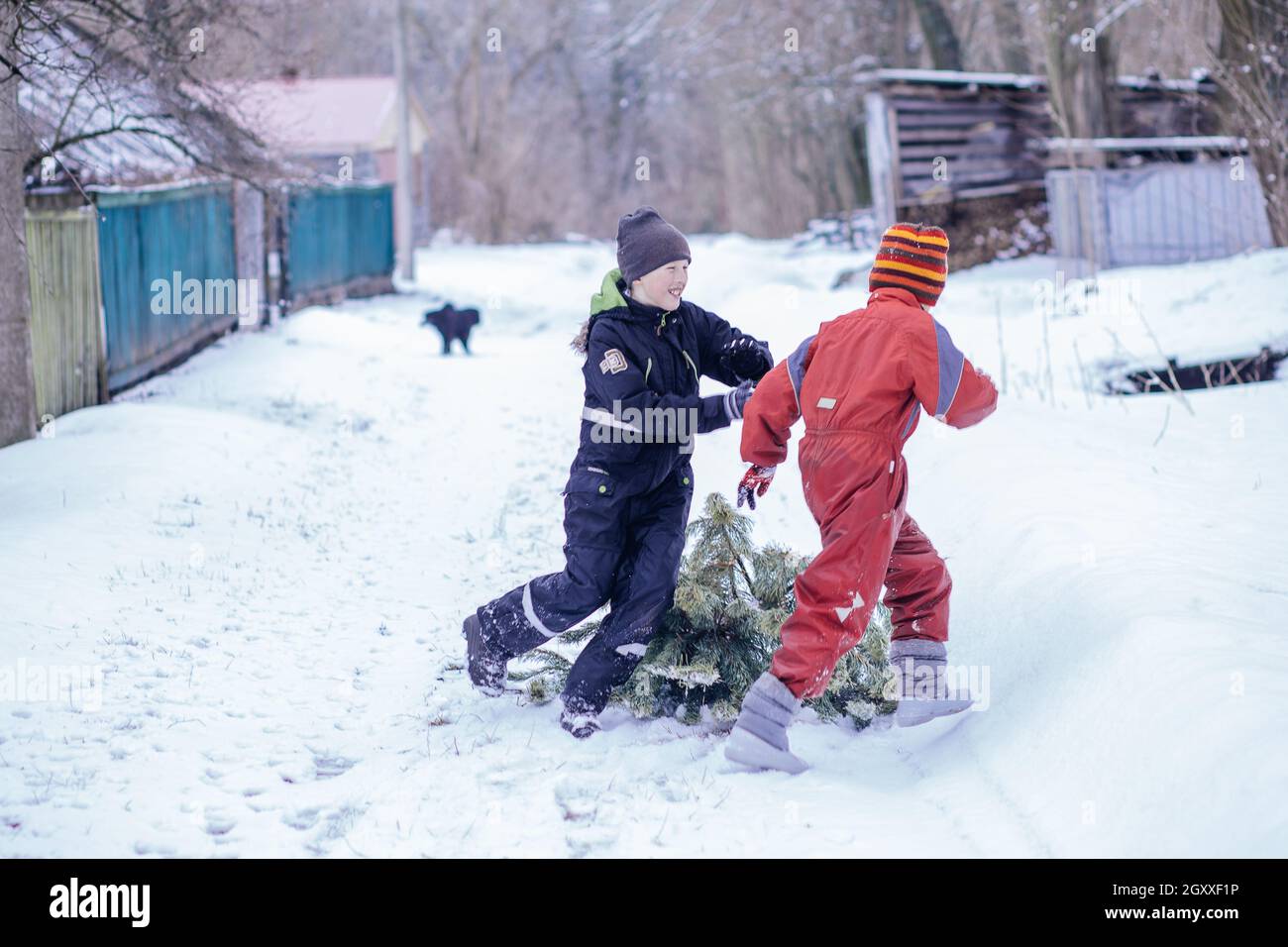 Children playfully take the tree after Christmas to the compost heap ...