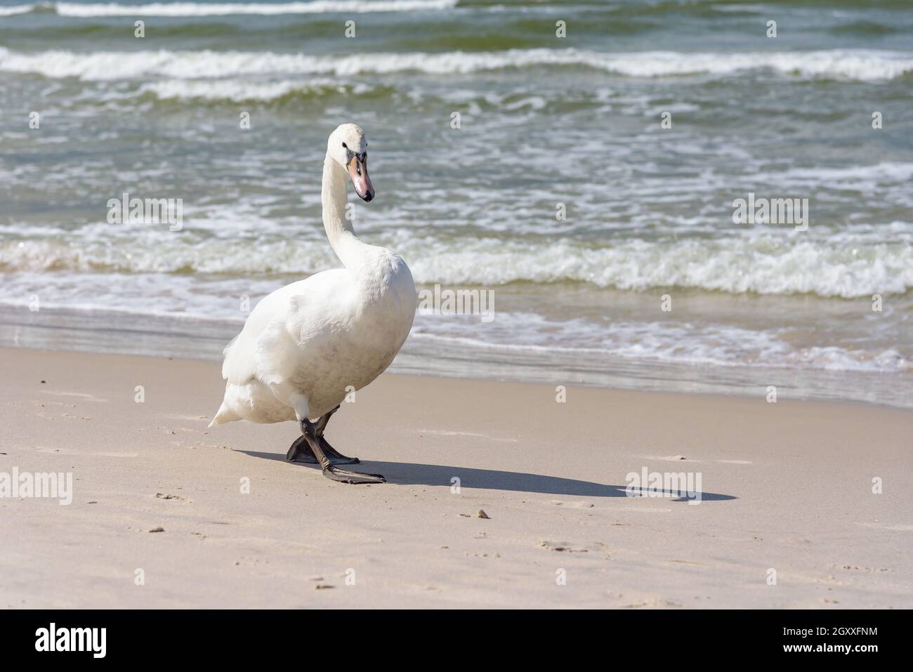 Baltic marine habitat hi-res stock photography and images - Alamy