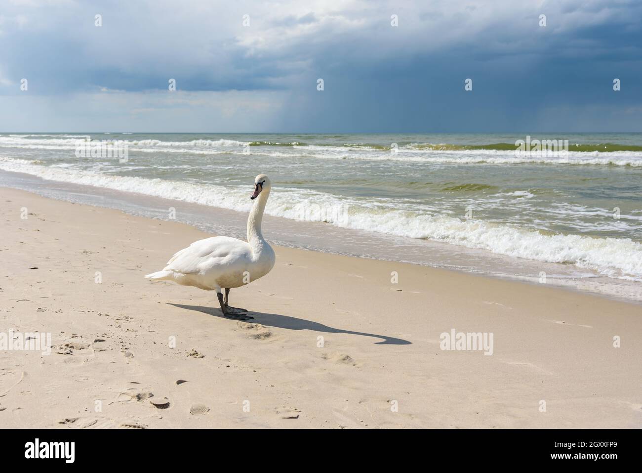 Alone swan on beach hi-res stock photography and images - Alamy