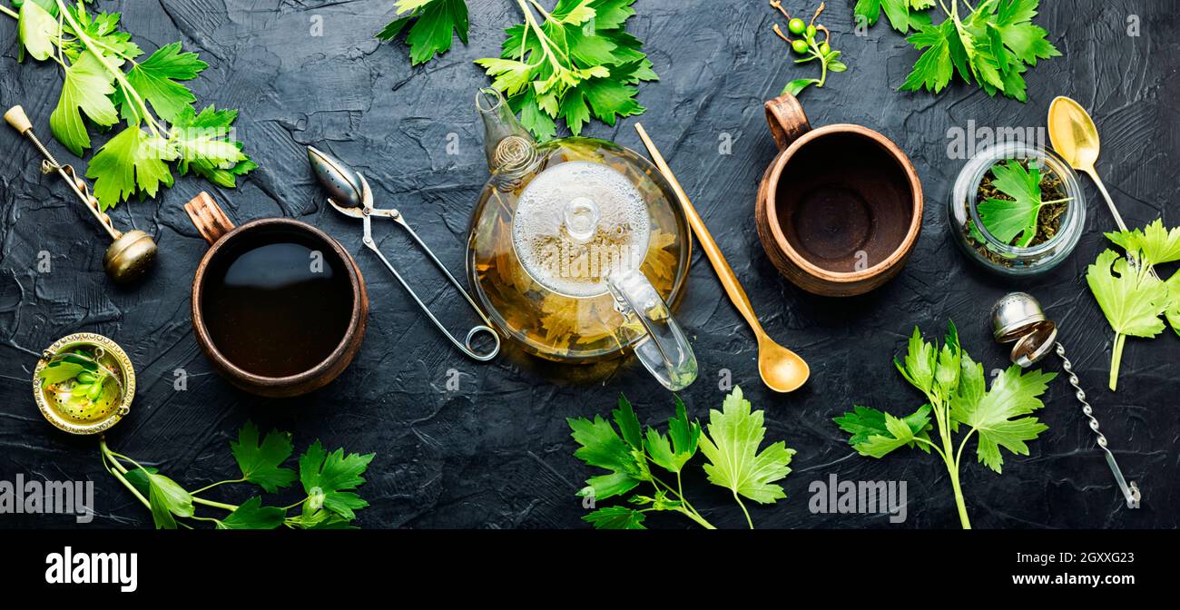 Brewed herbal tea in a stylish glass teapot.Currant leaf tea, herbal ...