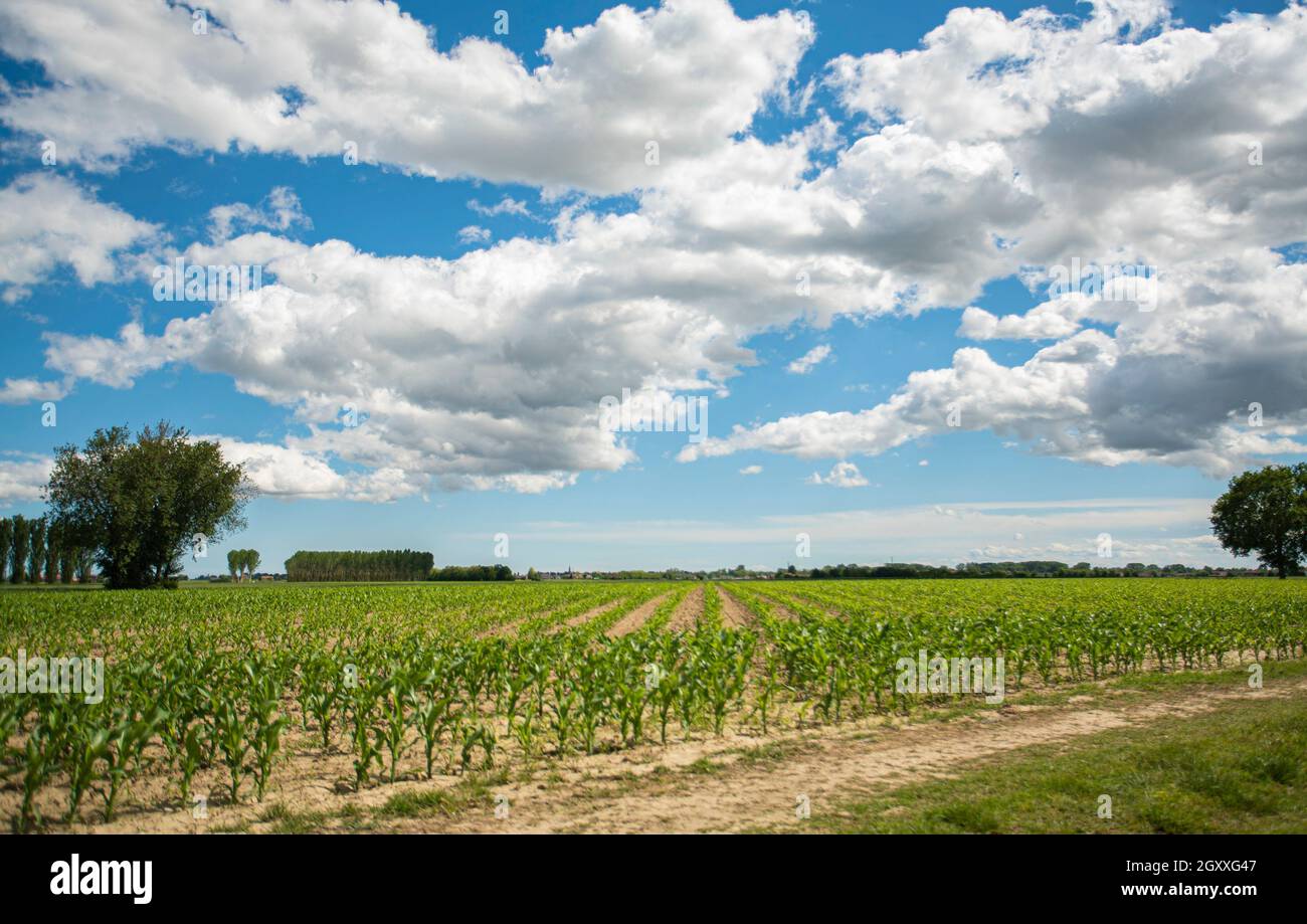 Countryside with corn field in spring time, harvest corn field Stock ...