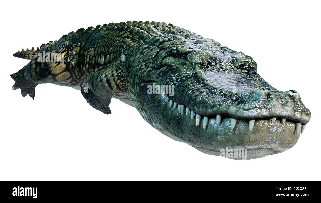 3D rendering of a green alligator isolated on white background Stock ...