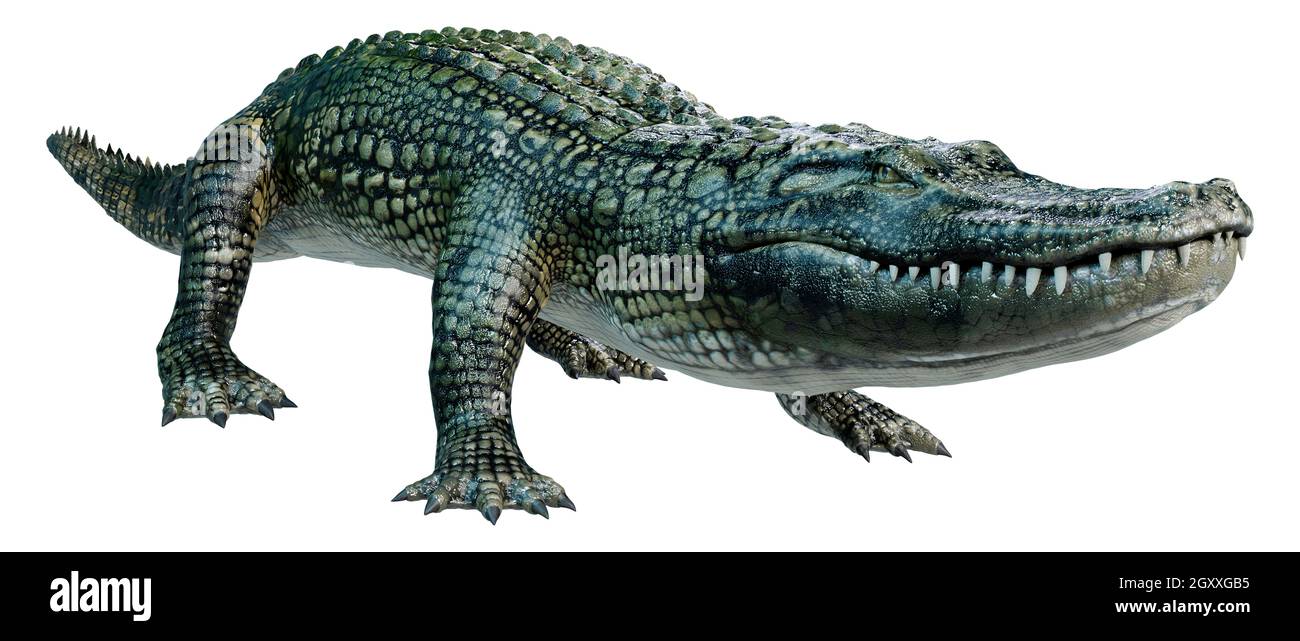 3D rendering of a green alligator isolated on white background Stock ...