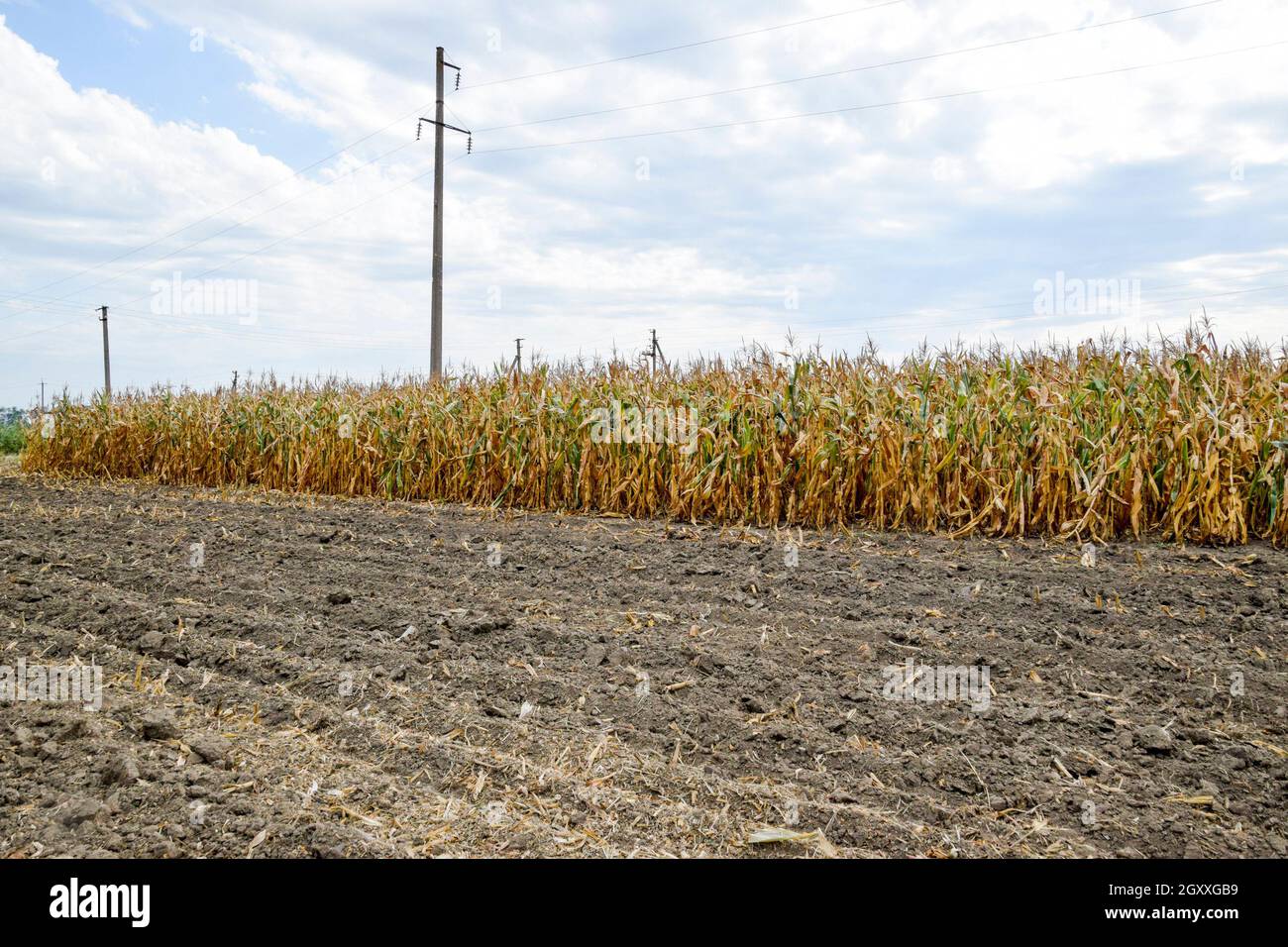 Ripened corn on the field. Almost dry stems of corn Stock Photo - Alamy