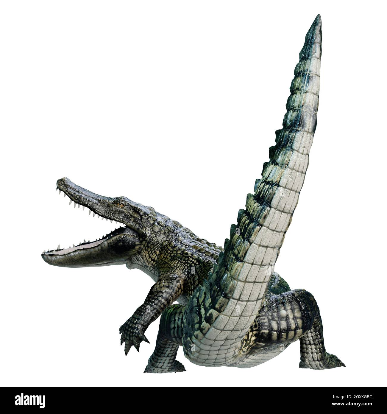 3D rendering of a green alligator isolated on white background Stock ...