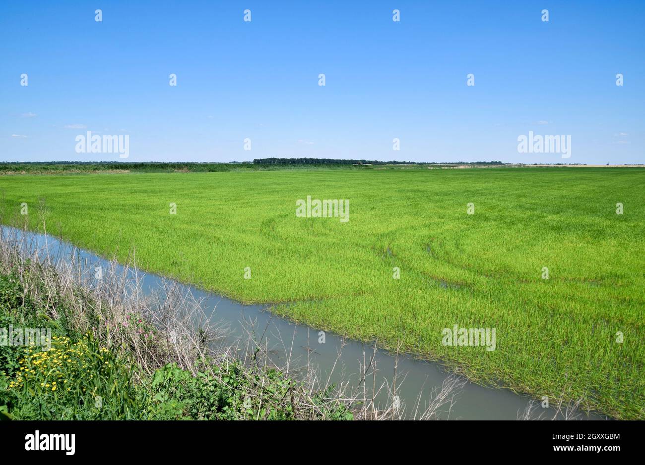 Field of rice in the rice paddies. Rice cultivation in temperate ...
