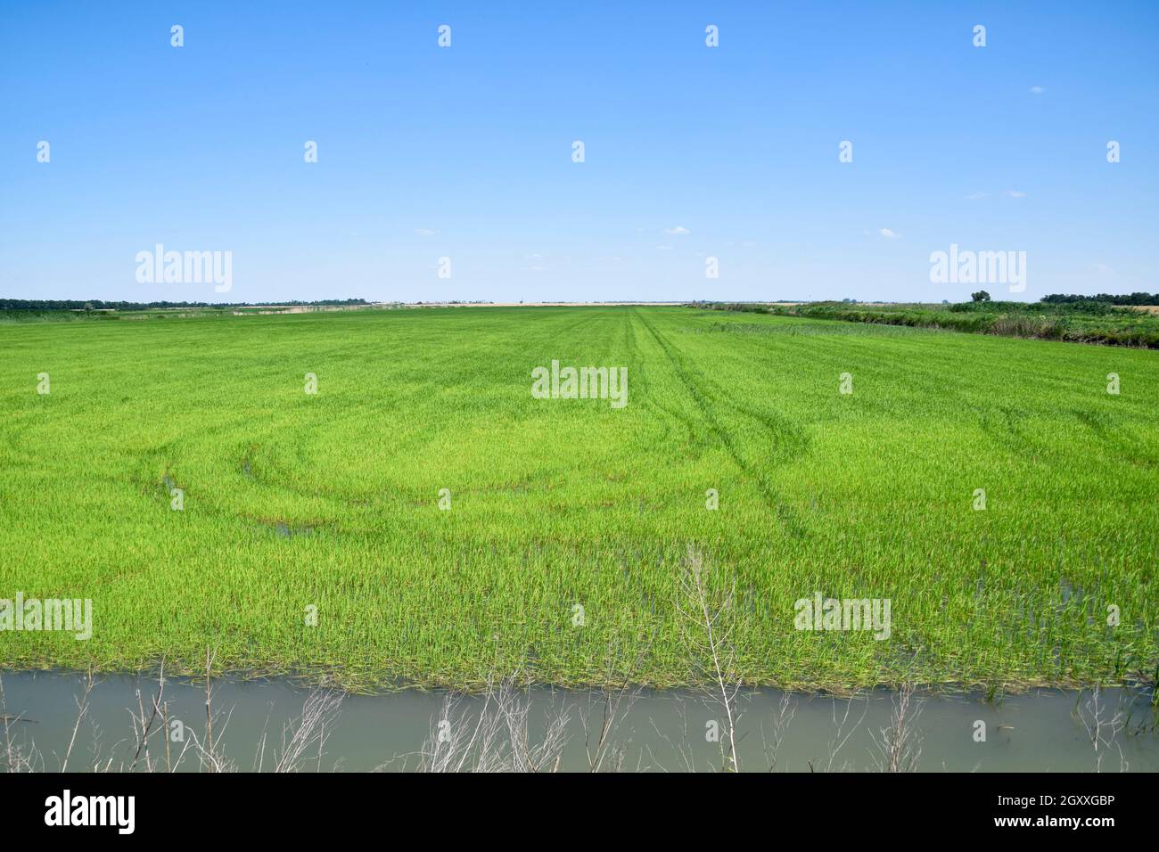 Field of rice in the rice paddies. Rice cultivation in temperate ...