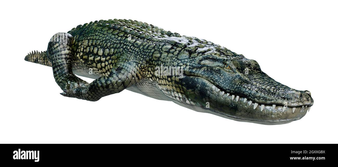 3D rendering of a green alligator isolated on white background Stock ...