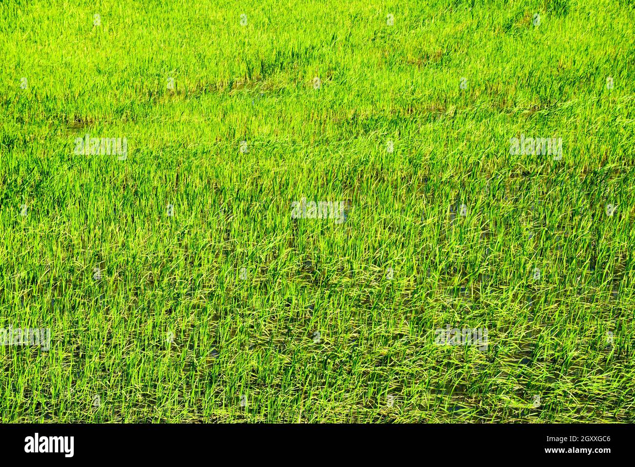 Field of rice in the rice paddies. Rice cultivation in temperate ...