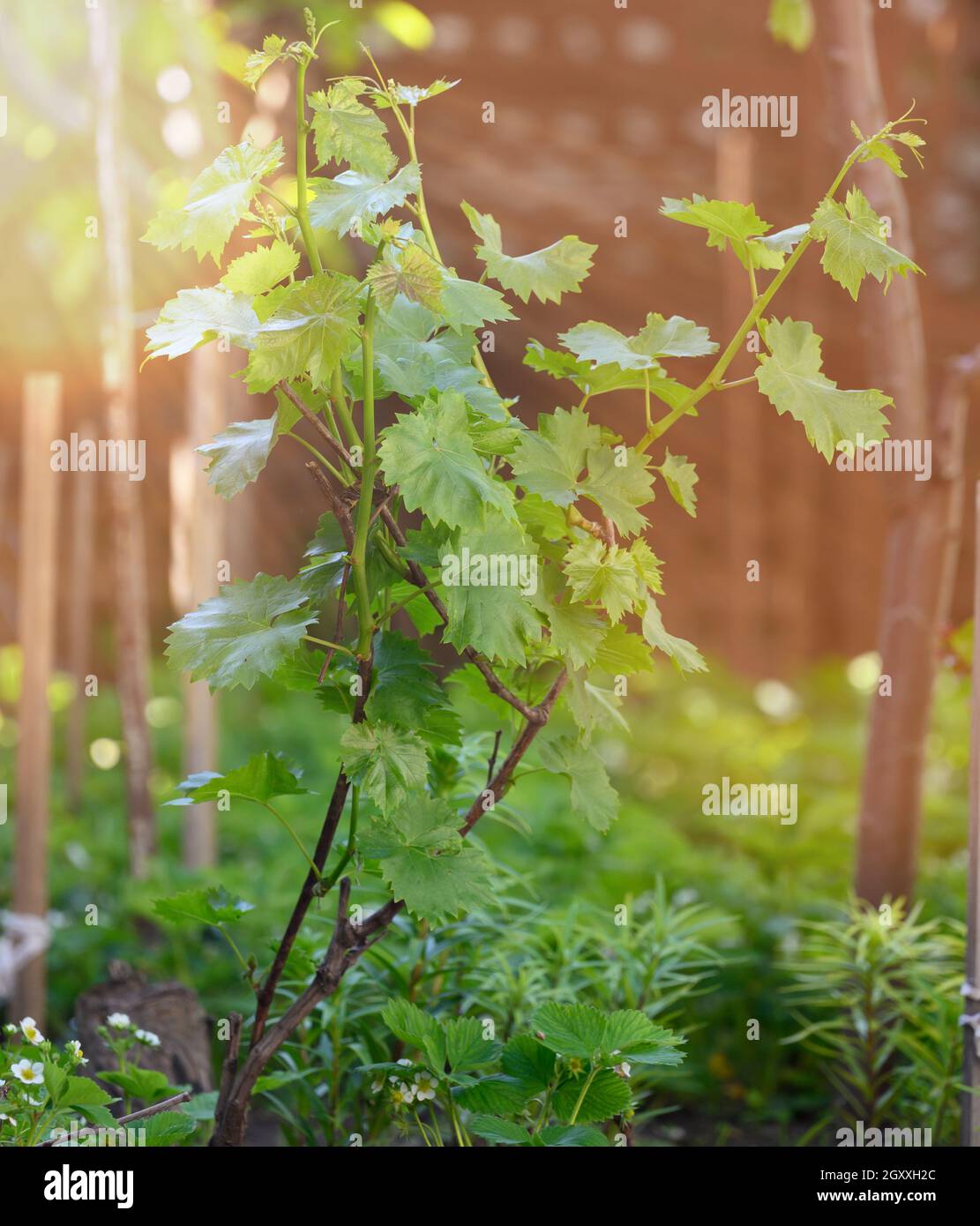 young bush growing grapes with green leaves in the garden, spring day ...