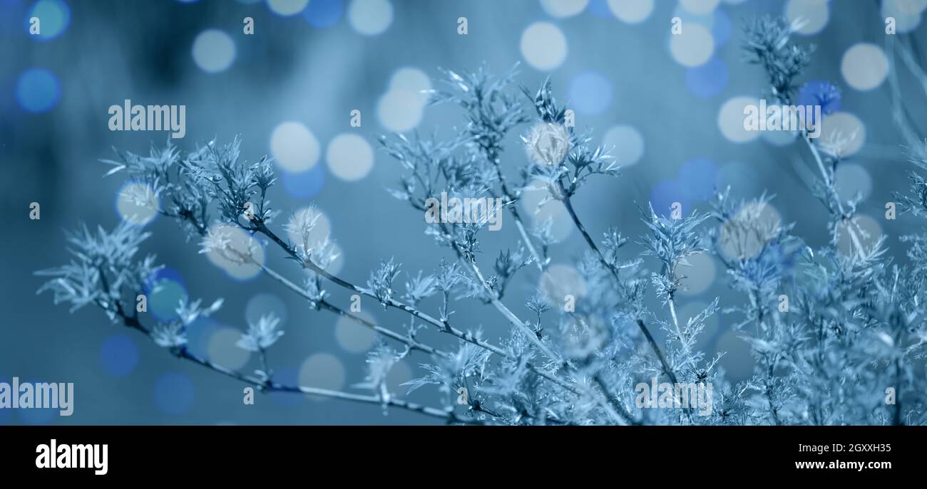 tree branch with leaves, blue tinted. Beautiful background banner Stock ...
