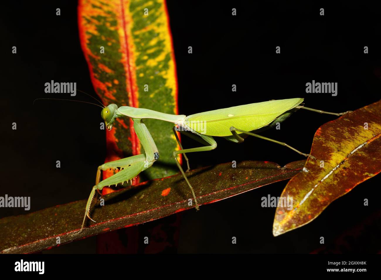 Big female of praying mantis (Mantodea) on green leaf, Sulawesi ...