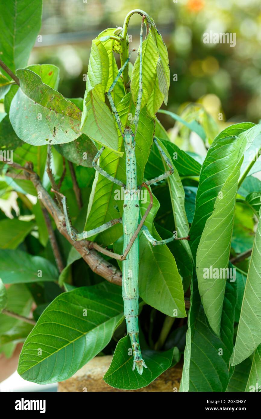 Close-up of a stick insect (Phasmatodea), Bali, Indonesia wildlife ...