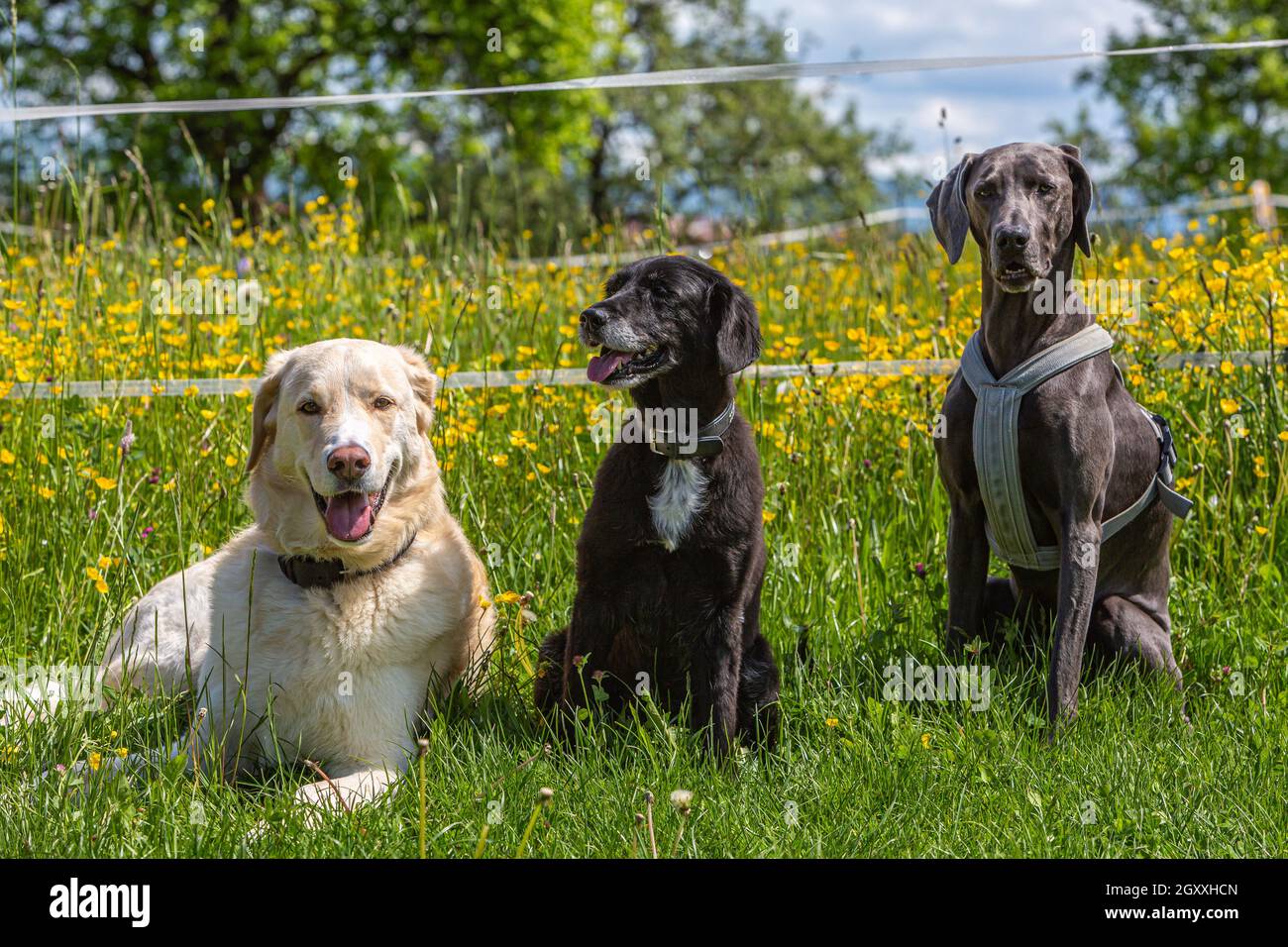 three dogs posing in front of a flowering meadow in sitting position ...
