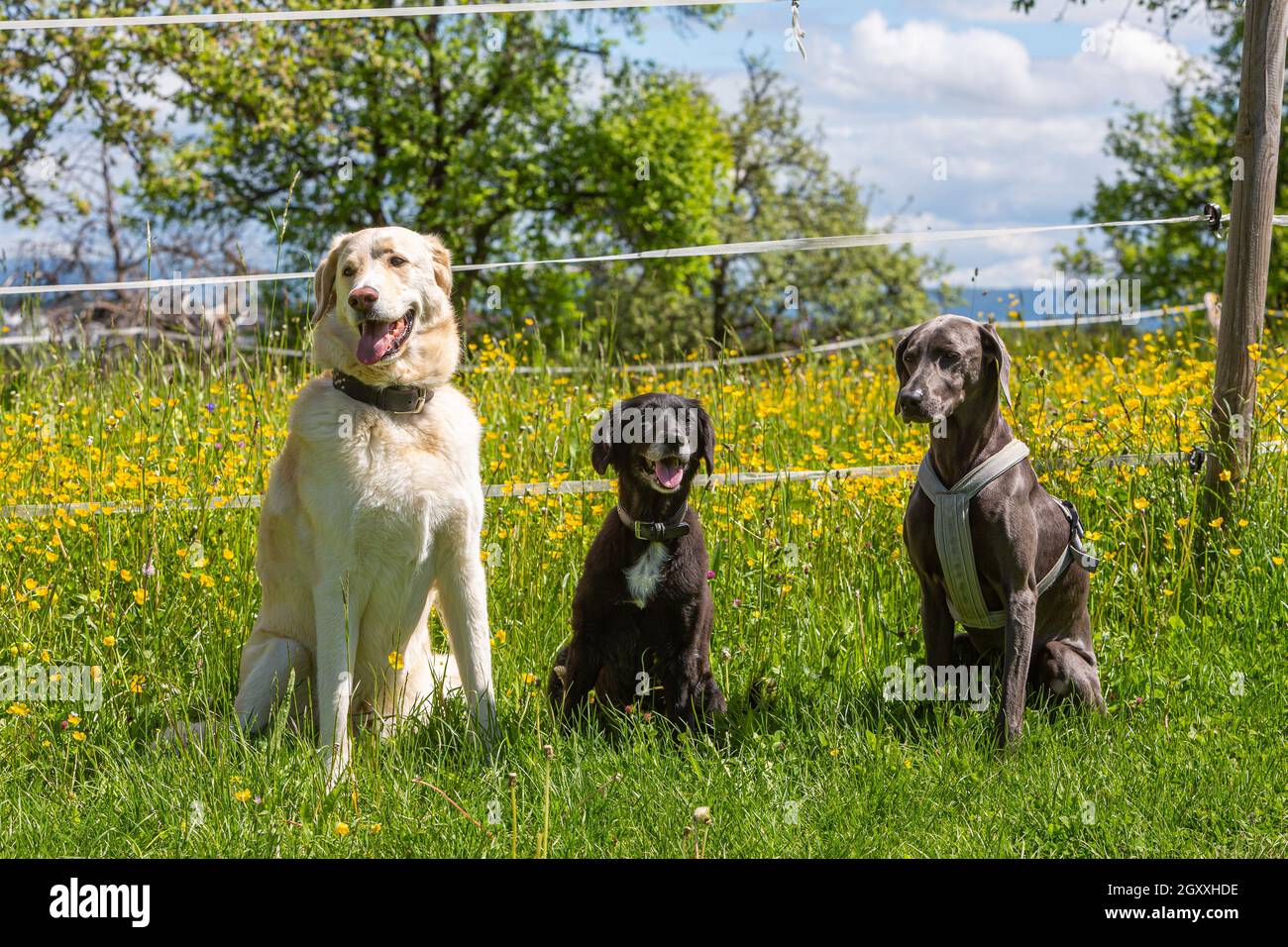 three dogs posing in front of a flowering meadow in sitting position ...