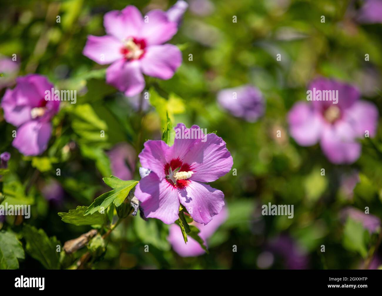 Hibiscus Syriacus Is The National Flower Of South Korea Hi Res Stock