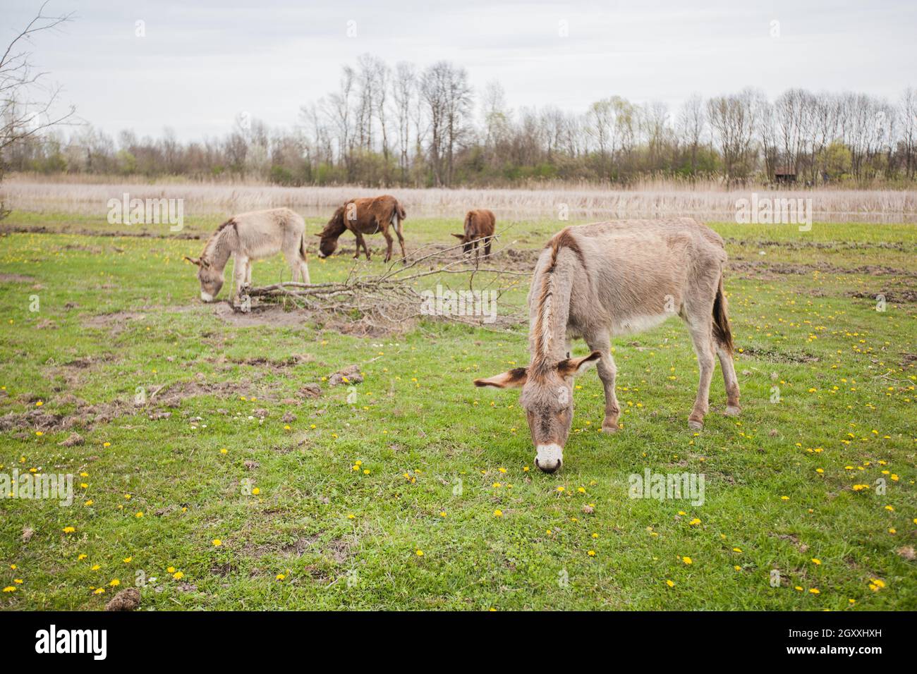 Donkeys grazing on pasture, domestic animal , Balkan donkey, nature landscape, livestock, spring ...