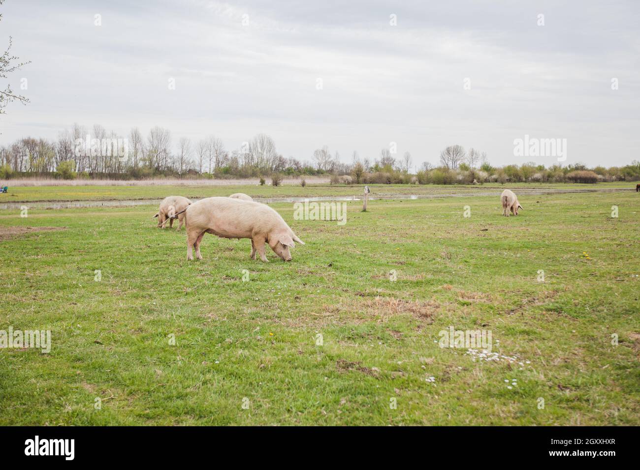Pigs graze on the eco farm green pasture in nature, countryside, rural ...