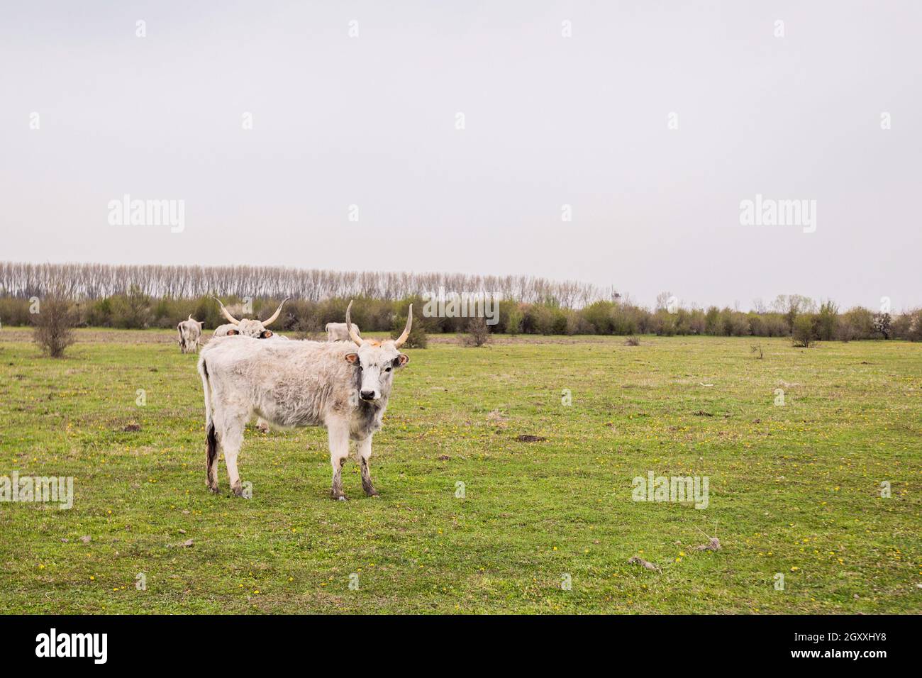Podolian cattle grazing hi-res stock photography and images - Alamy
