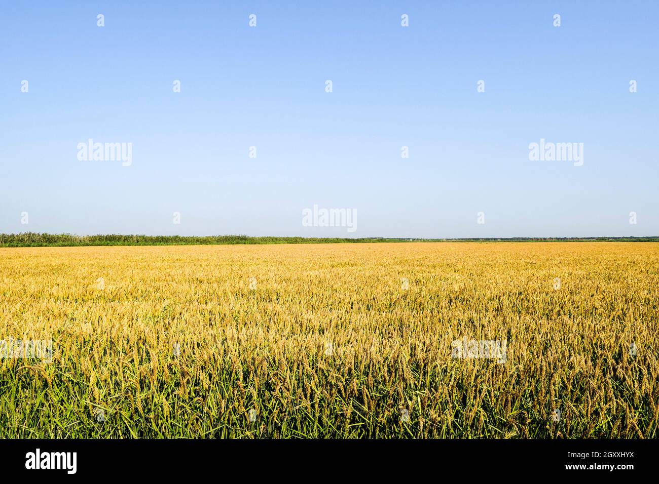 Field of rice in the rice paddies. Rice cultivation in temperate ...