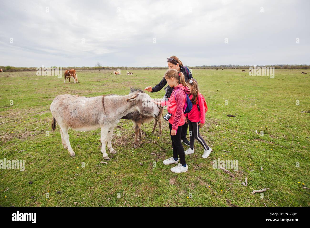 Donkeys grazing on pasture at nature reserve, family relax in nature ...