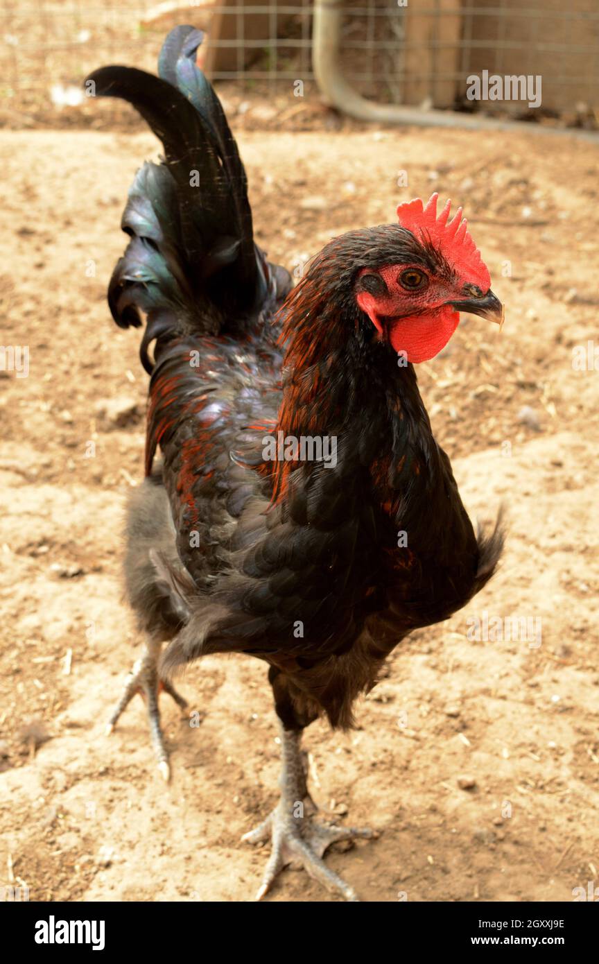A closeup full bodied image of a Black Copper Maran Chicken Stock Photo ...