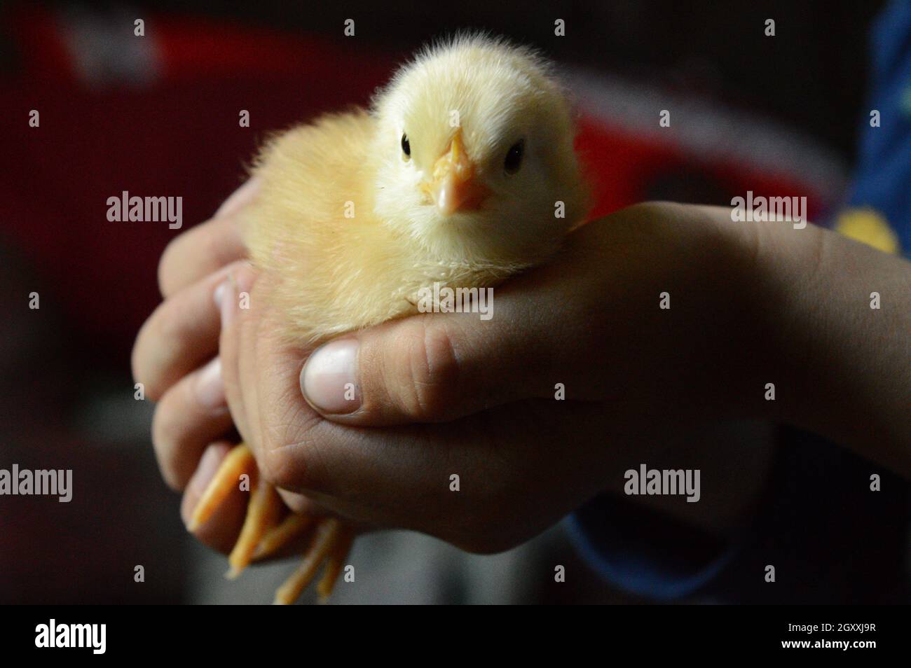 A baby chicken in the hands of a young child are shown here in this ...