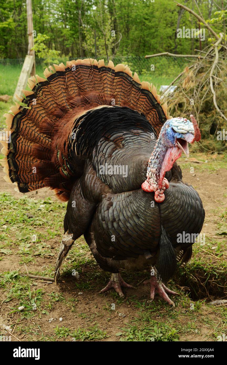 An Artisan Gold Turkey caught in mid gobble facing the camera Stock ...