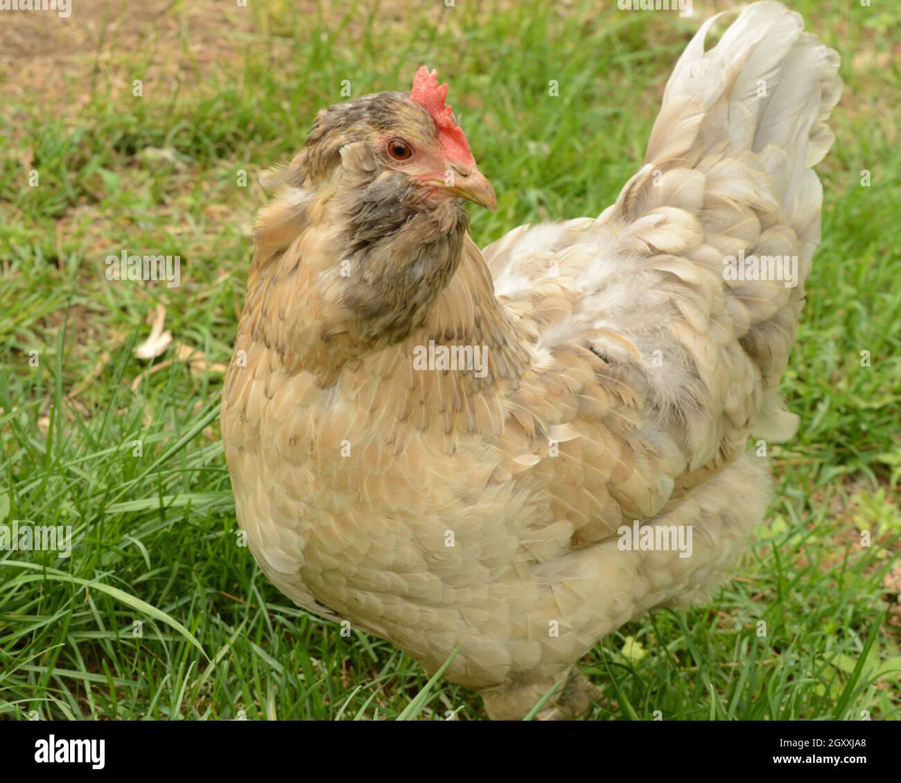 Easter Egger Chickens