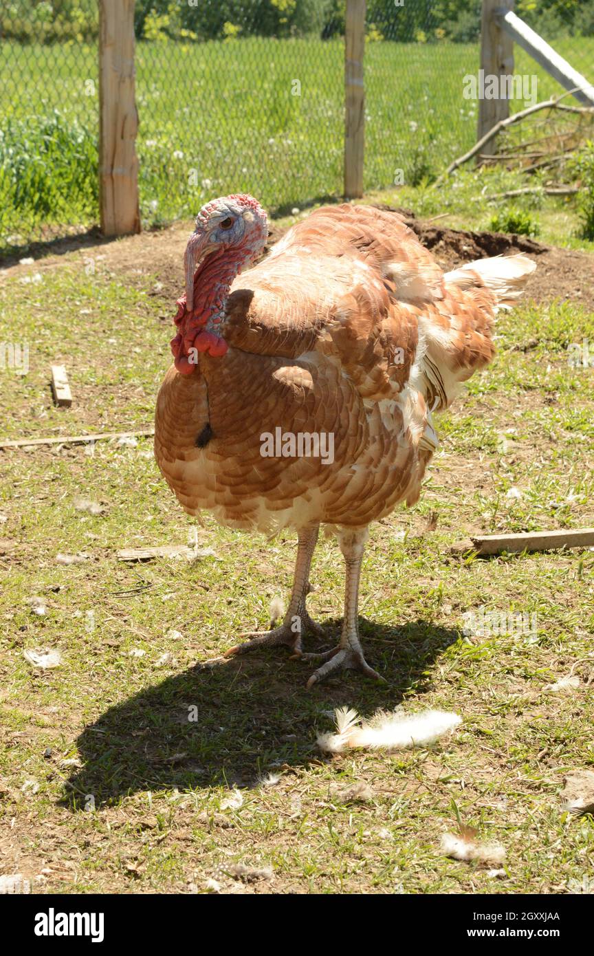 A full body image of a Bourbon Red Tom Turkey Stock Photo - Alamy