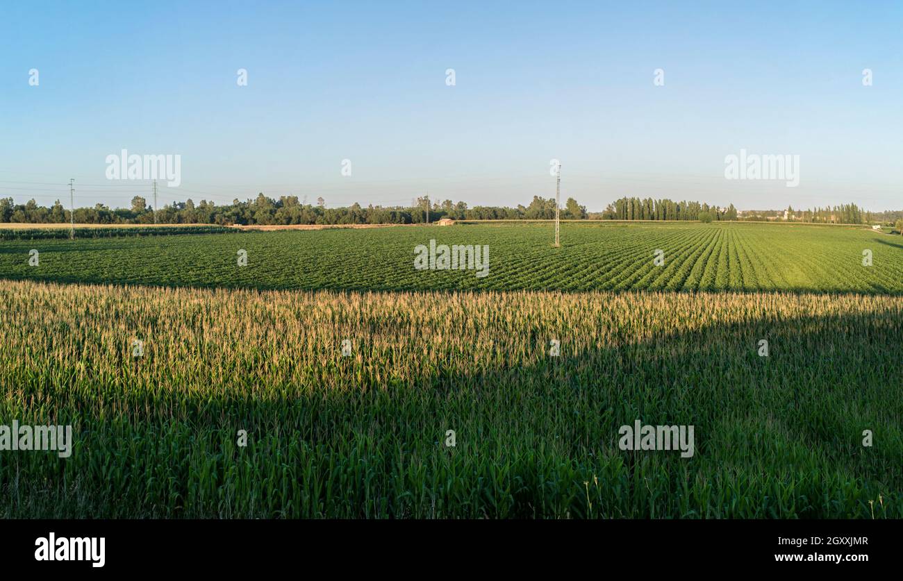 Agricultural landscape of corn and tomatoes field. Typical crops in ...