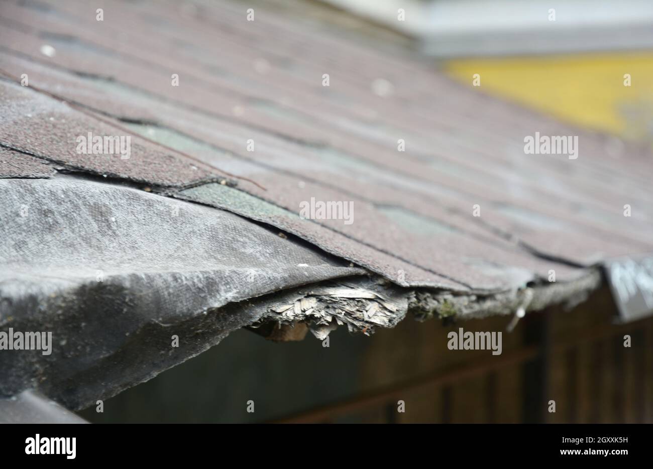 Asphalt shingles damage. Fixing damaged roof shingles Stock Photo - Alamy
