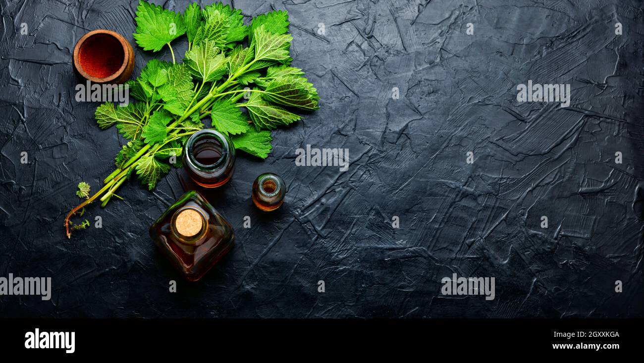 Nettle extract in bottle and fresh nettle leaves.Urtica dioica or ...