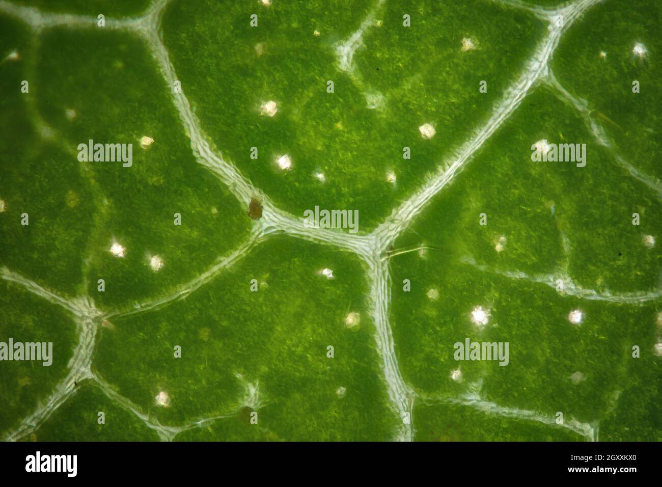 Leaf of a deciduous tree with leaf veins under a microscope 100x Stock ...