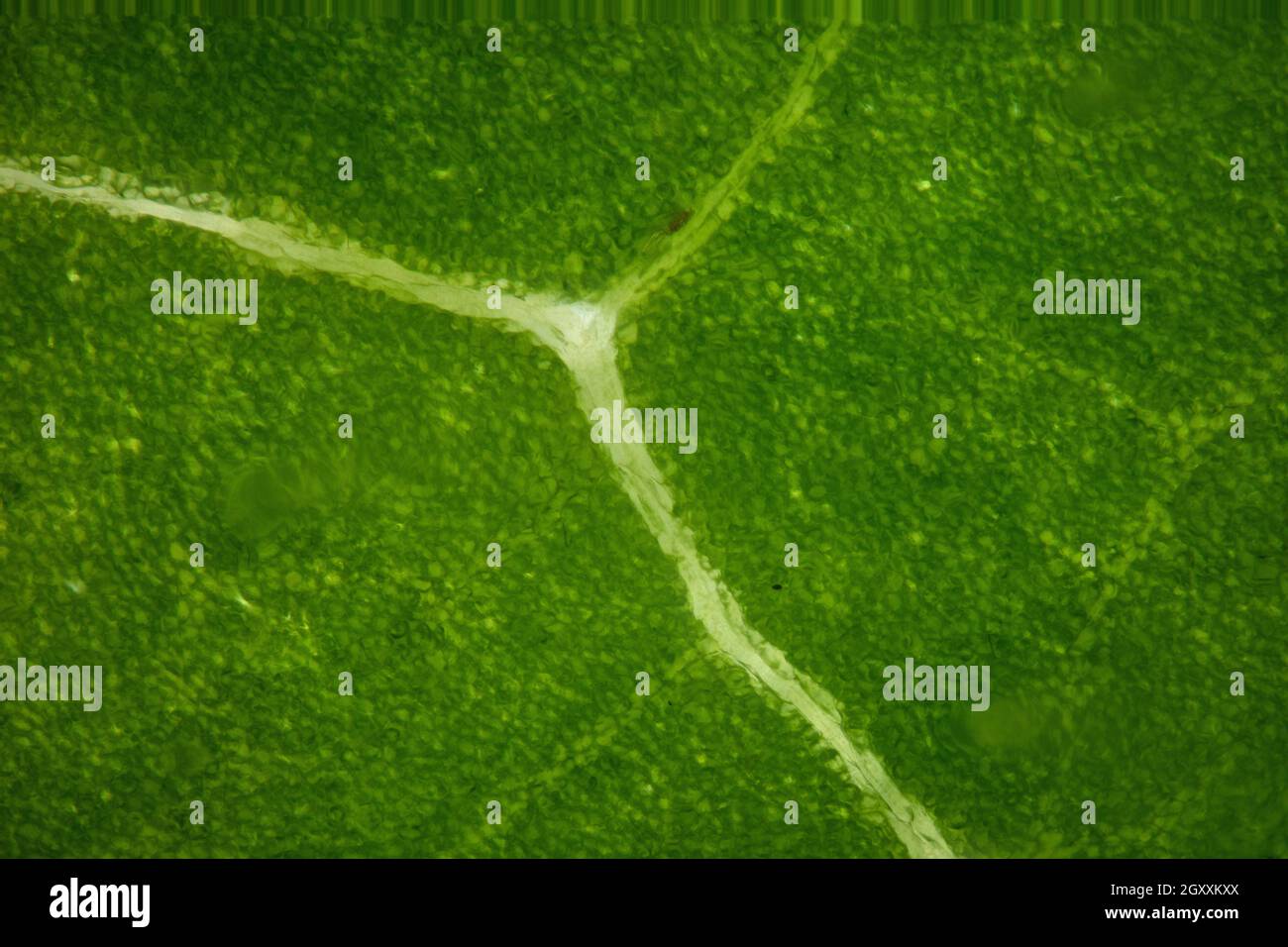 Leaf of a deciduous tree with leaf veins under a microscope 100x Stock ...