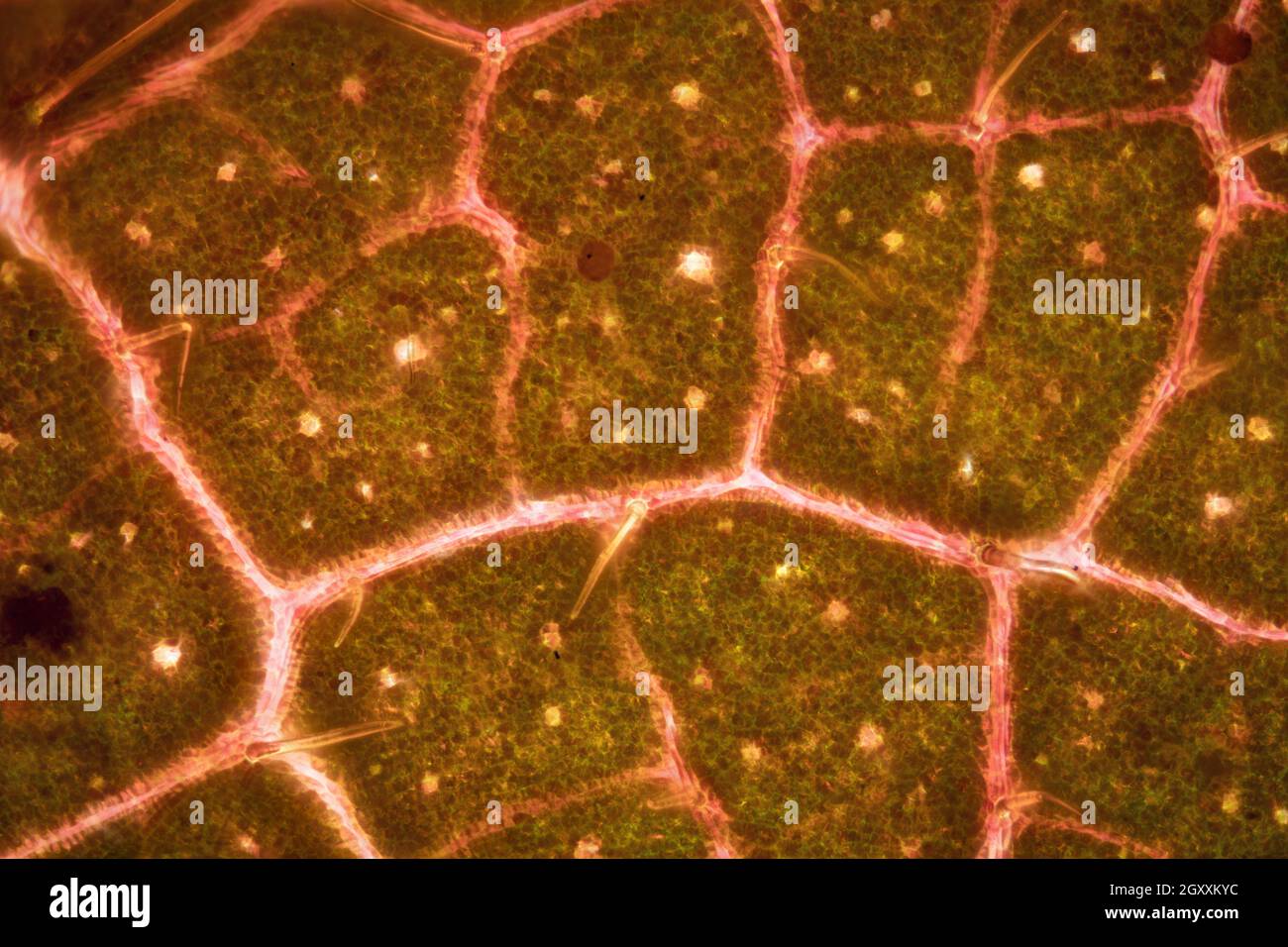 Leaf of a deciduous tree with leaf veins under a microscope 100x Stock ...