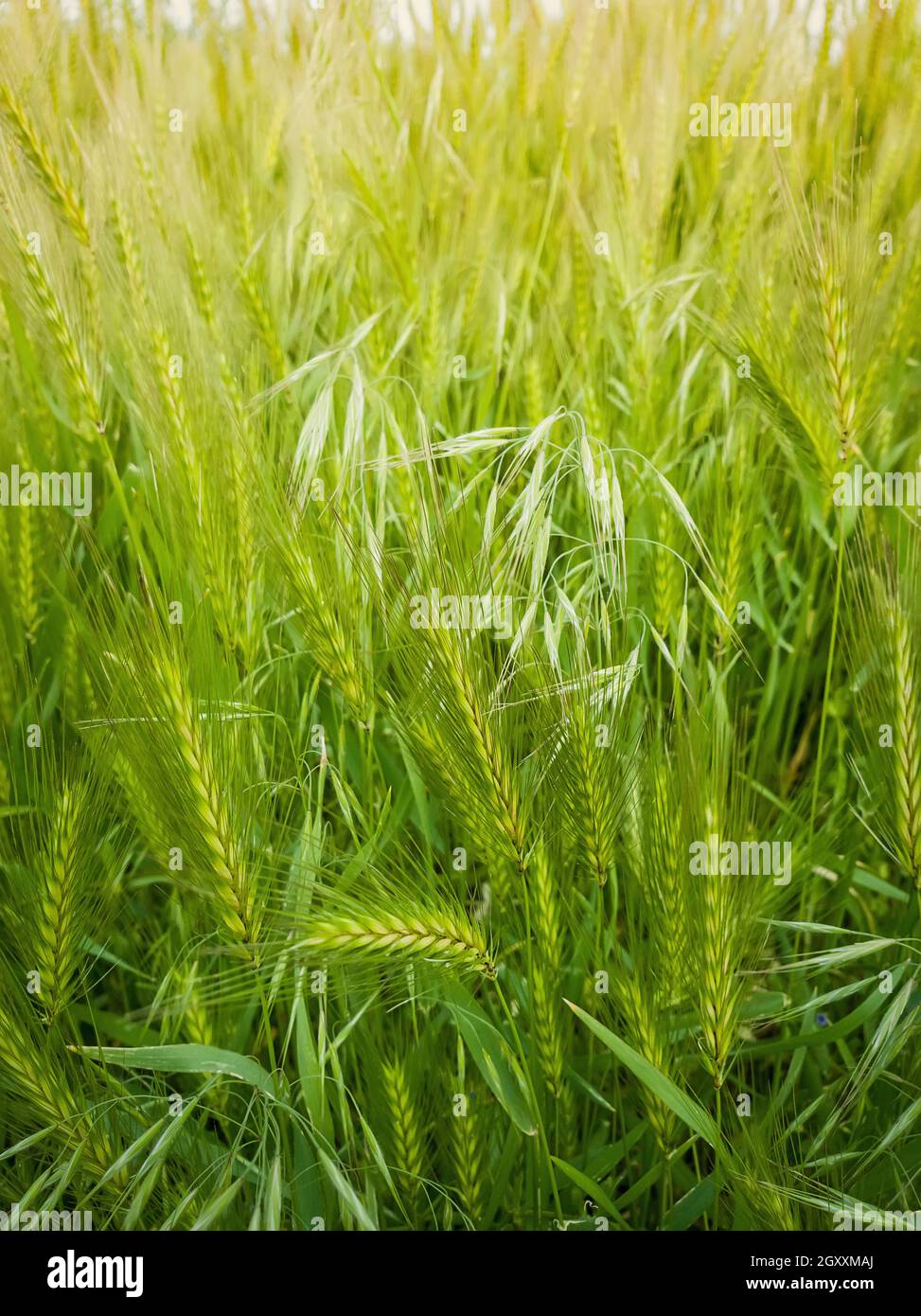 Blooming wild foxtail plants on a picturesque summer meadow. Different ...