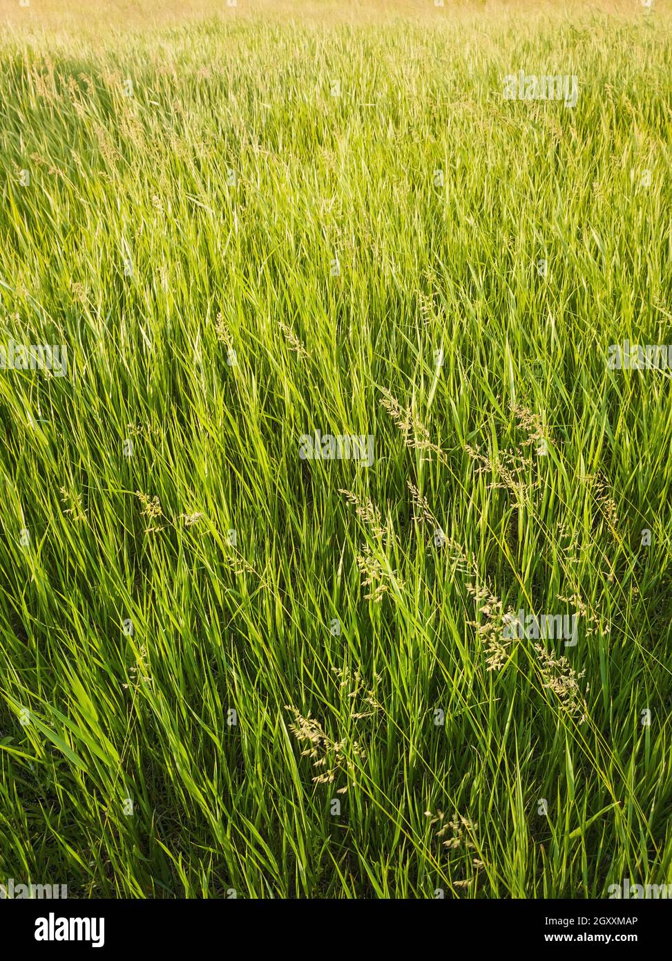 Bromus madritensis hi-res stock photography and images - Alamy