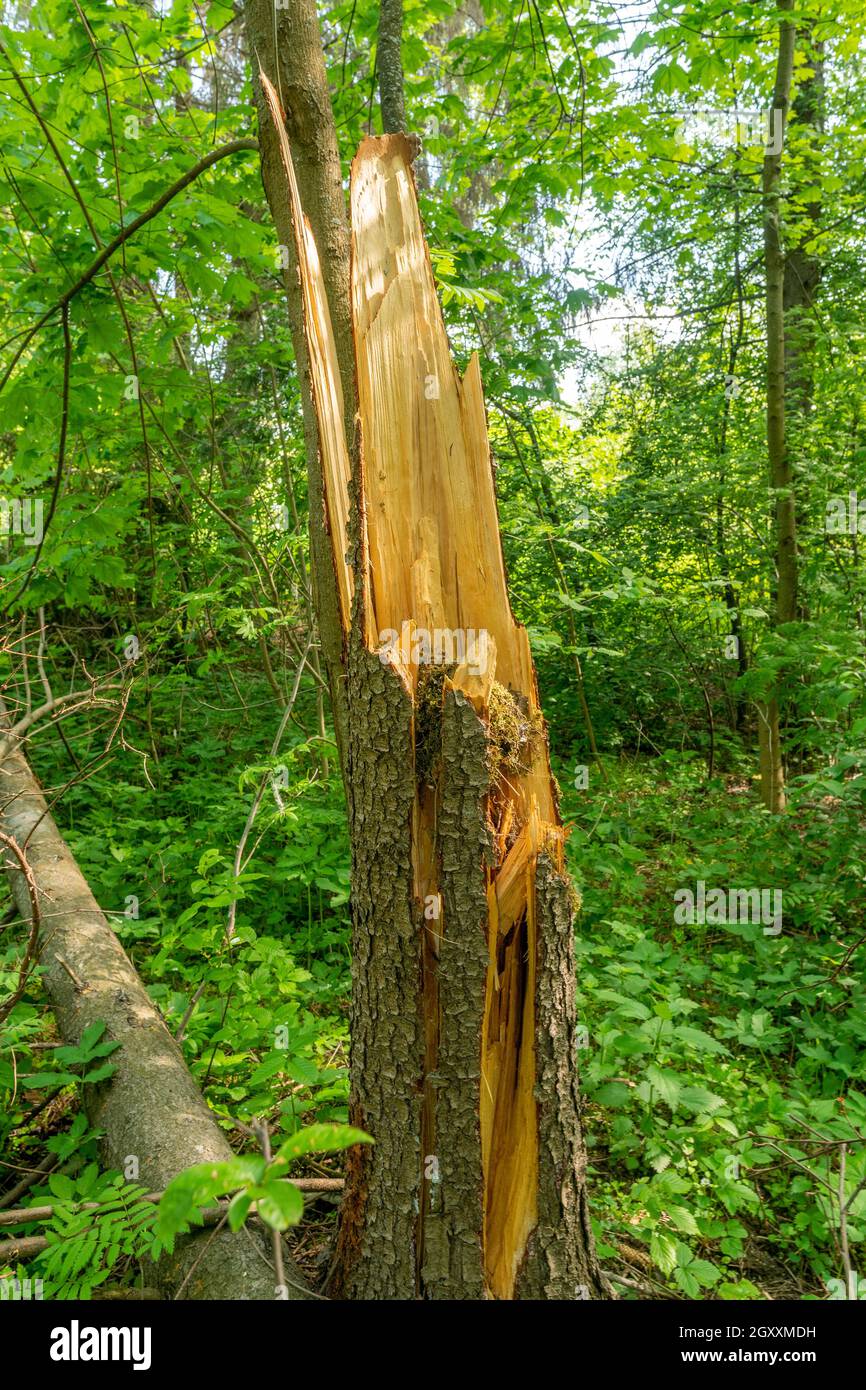 Destroyed tree in forest after a hard storm.Conceptual view of a broken ...