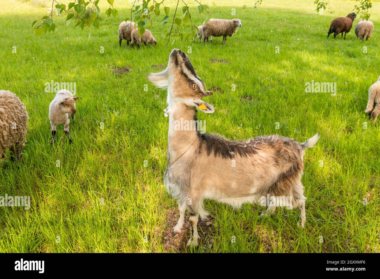 A goat reaches for the branches of birch Stock Photo - Alamy
