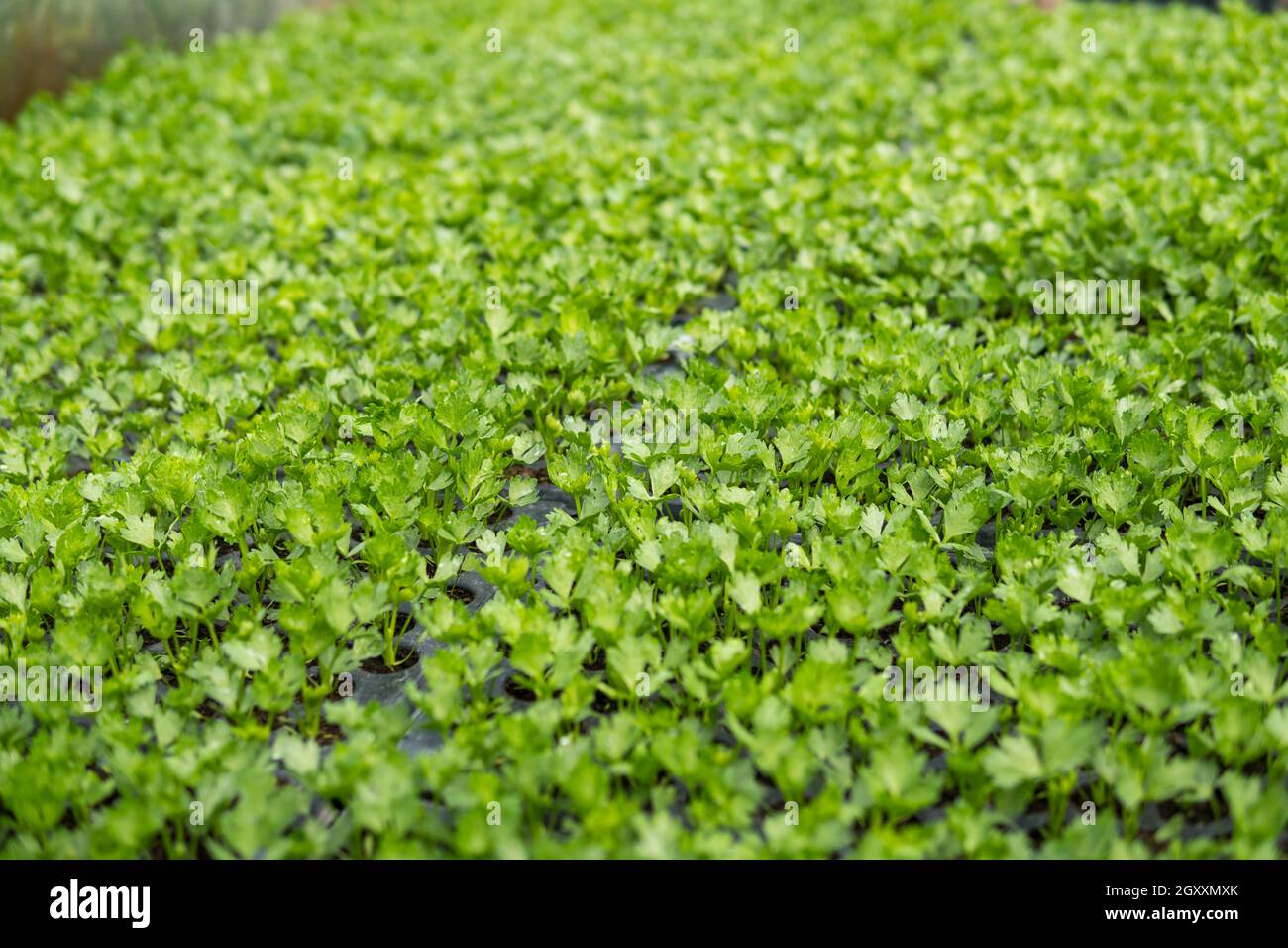small seedlings of plants growing inside of a greenhouse during spring ...
