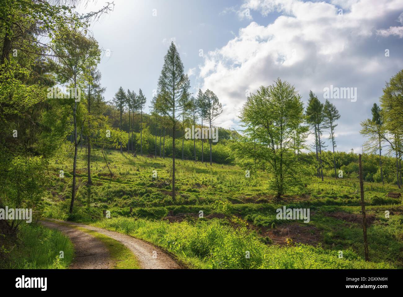 Forest clearing with tall fir trees in the middle of the sunny forest ...
