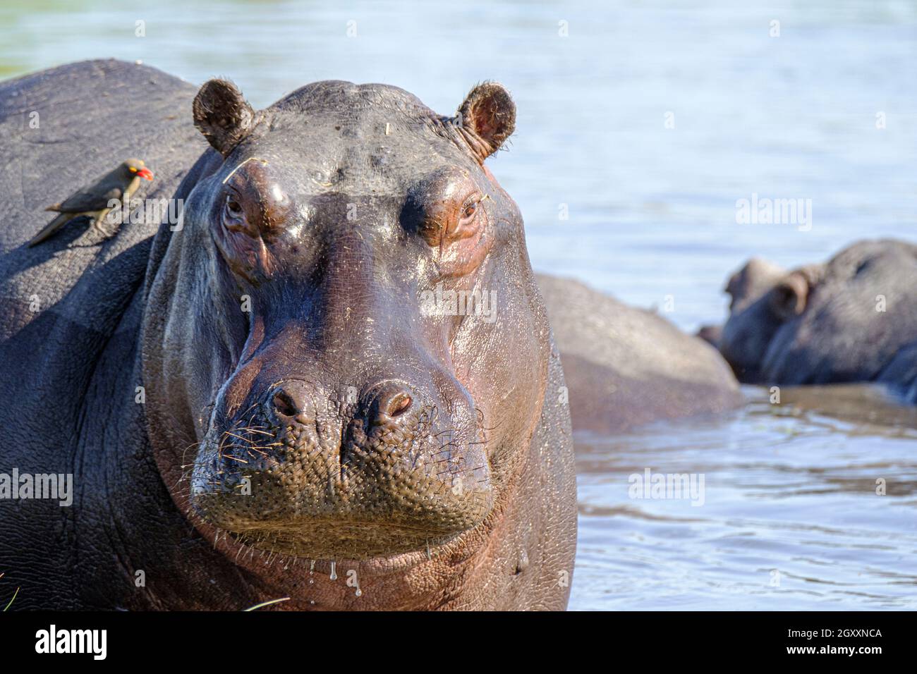 Hippo (Hippopotamus amphibius), portrait of face. Okavango Delta ...