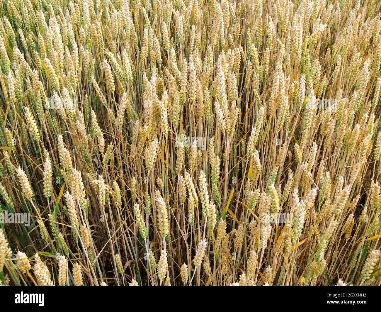 Wheat triticum field immature hi-res stock photography and images - Alamy