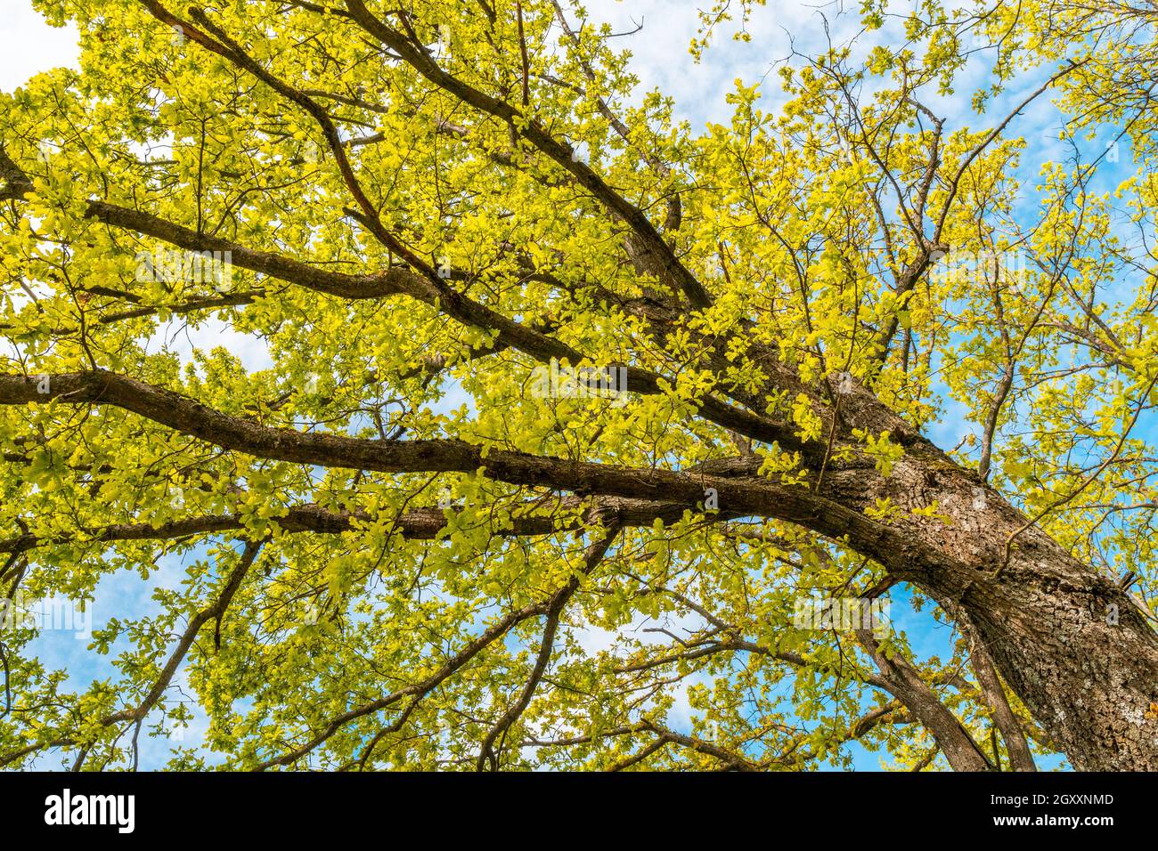 Old oak tree from below, low angle shot of an ancient oak tree on a ...